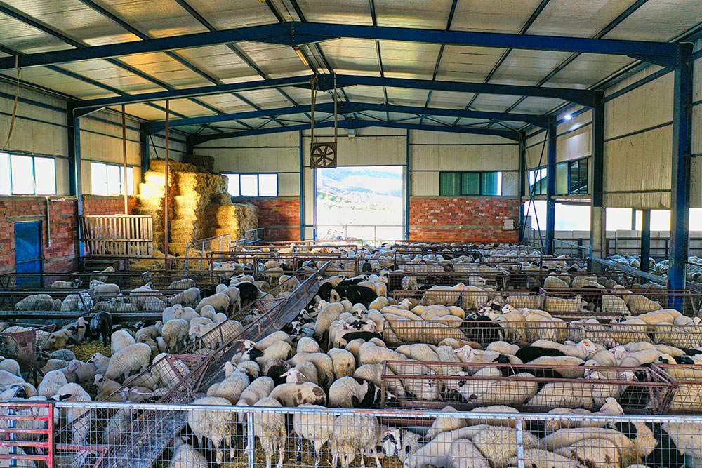 Denezis Meat | Επεξεργασία & Εμπορία Κρέατος, Δενέζης Αργολίδα